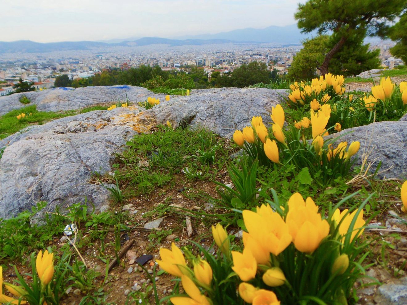 Spring in Athens -spring festival in Athens-May in Athens